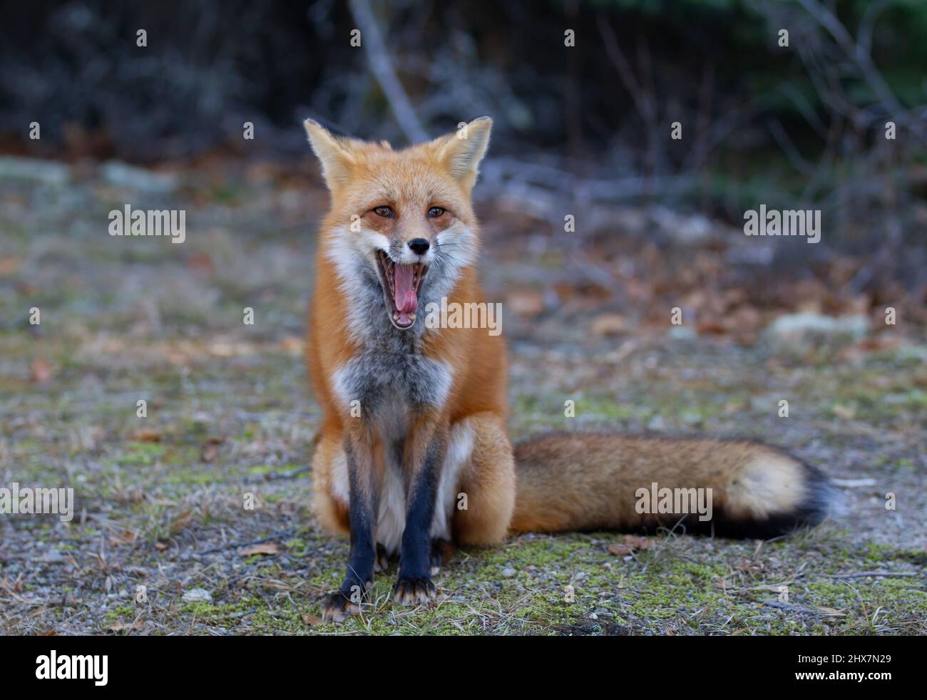 Red fox yawning in a pine tree forest with a bushy tail in the forest ...