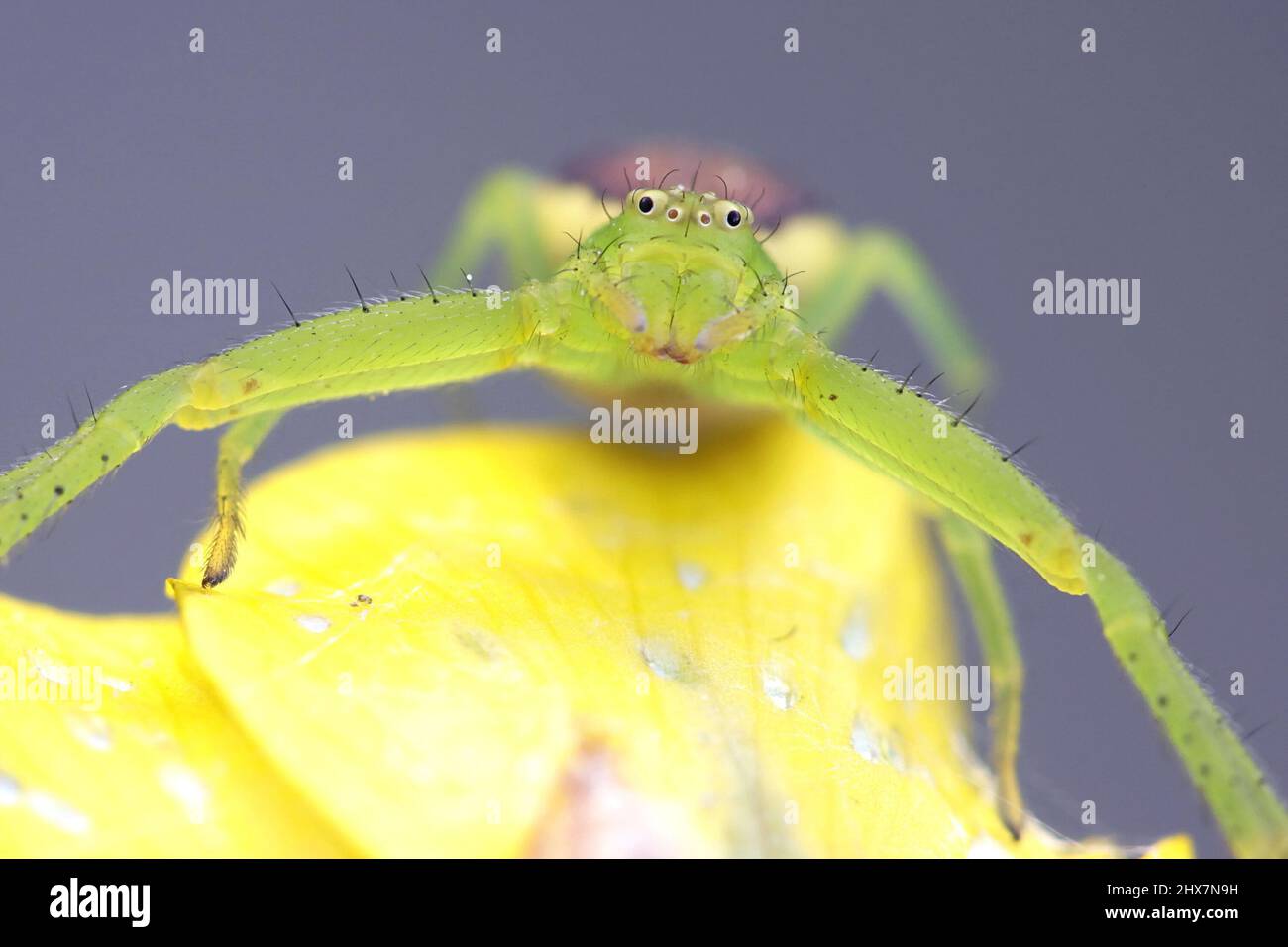 Green crab spider, Diaea dorsata Stock Photo - Alamy