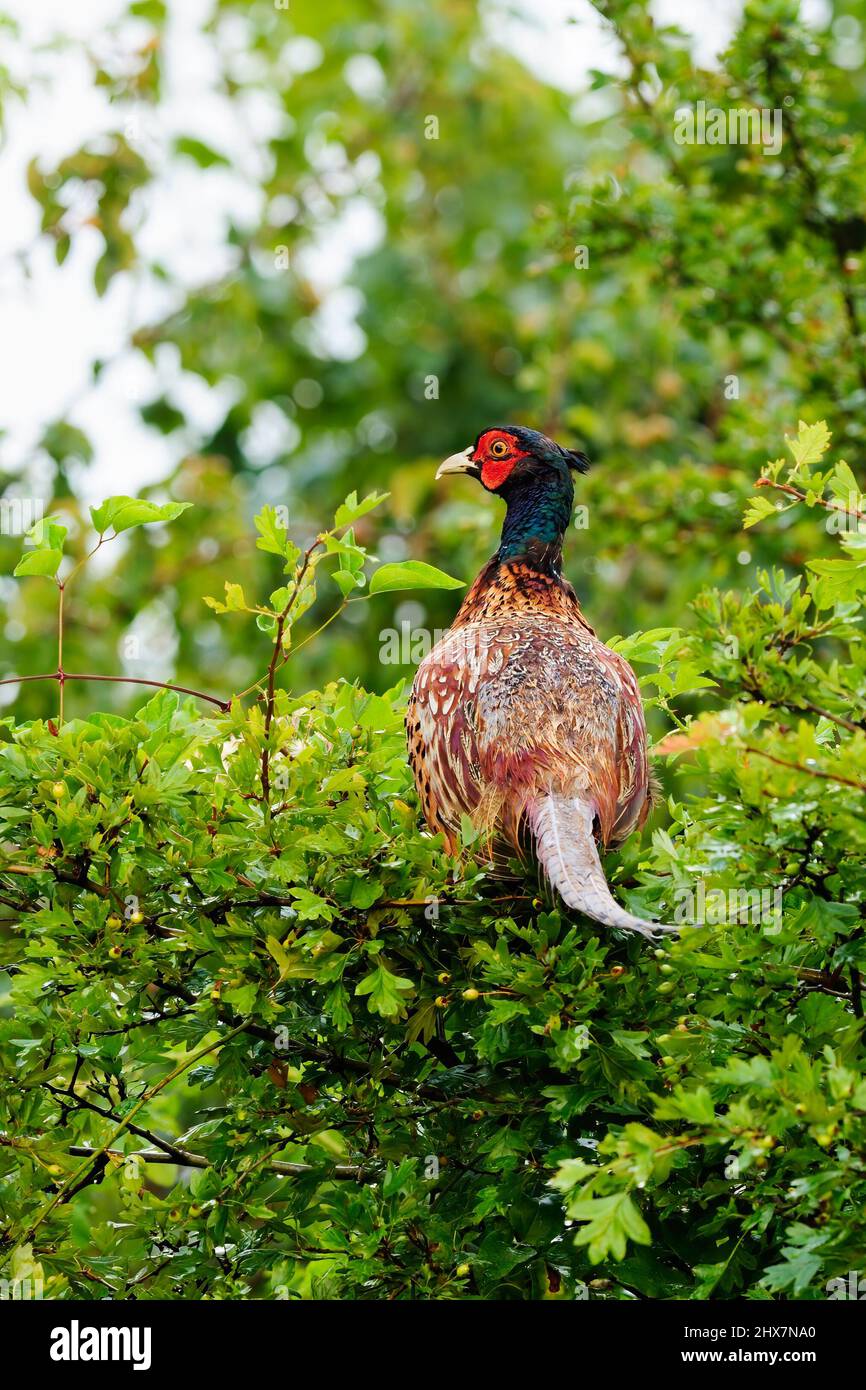 Pheasant male with wet feathers sitting on a shrub after rain. Blurred ...