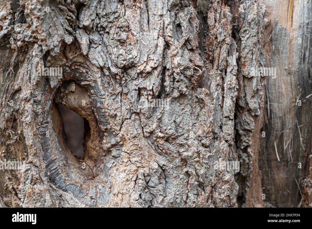 Gnarly wood texture. A tree with a hollow. The dry trunk of a tree ...