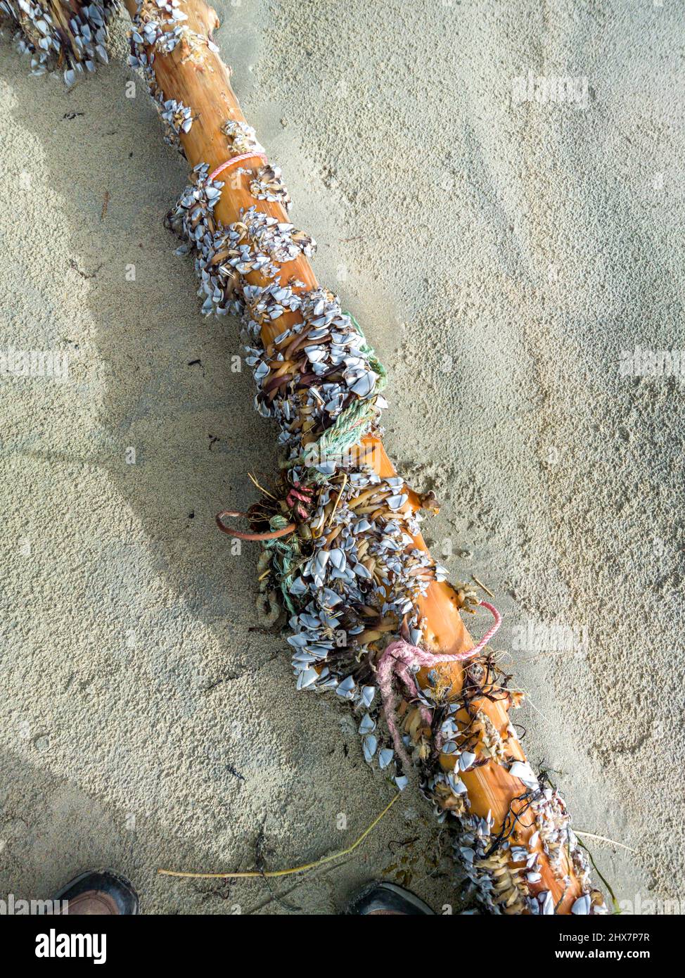 Goose barnacles, stalked barnacles, gooseneck barnacles on wooden post ...