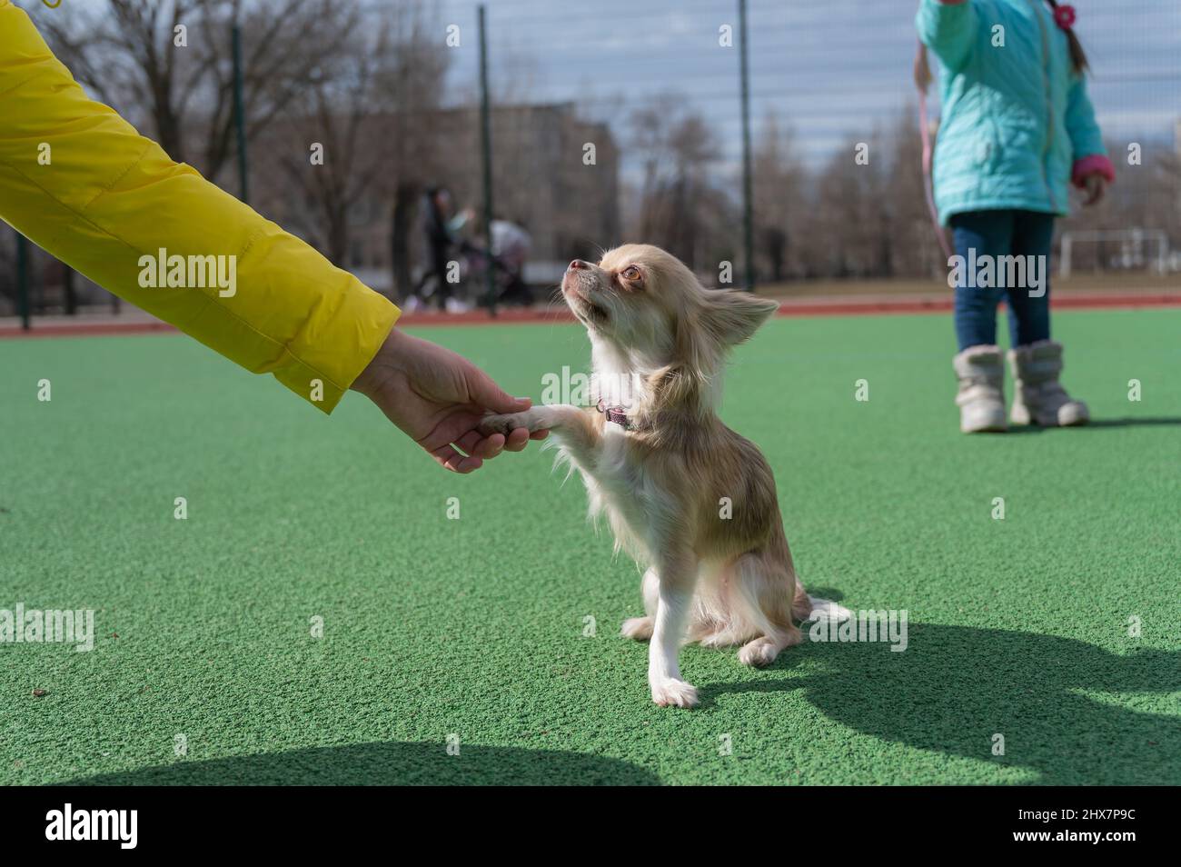 Dog paw bottom hi-res stock photography and images - Alamy