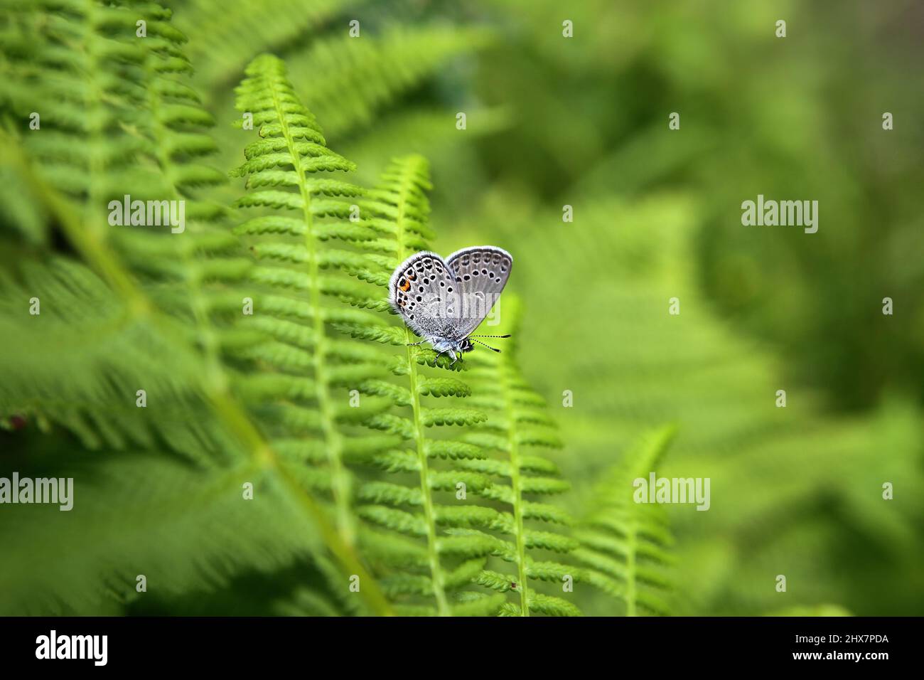 Common blue butterfly, Plebeius icarus, resting on a fern Stock Photo ...