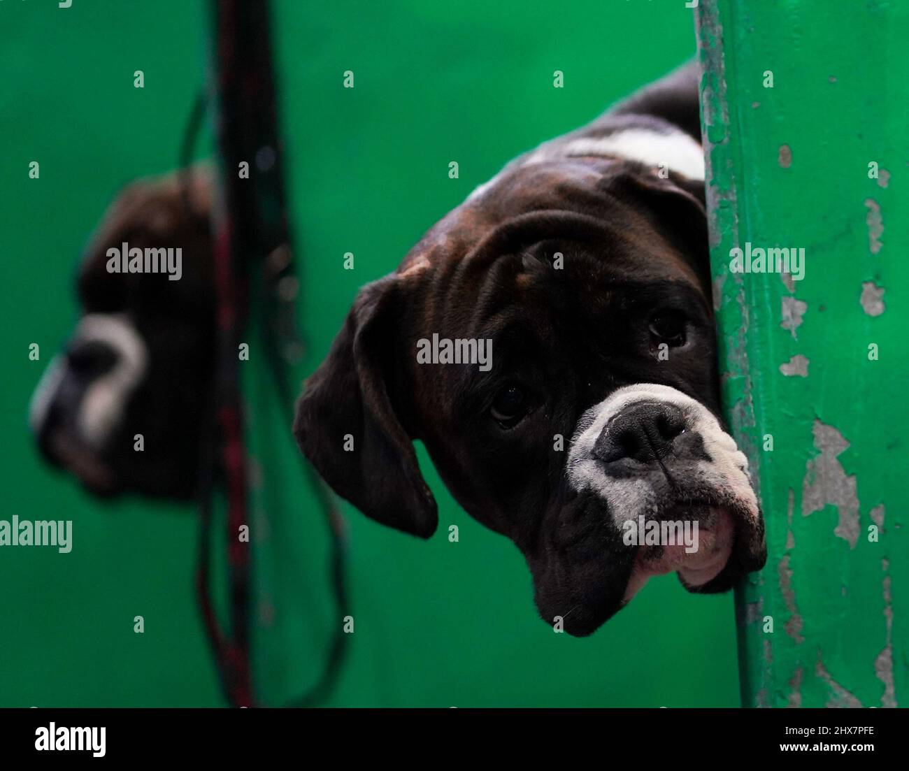Boxer dogs during the first day of the Crufts Dog Show at the ...