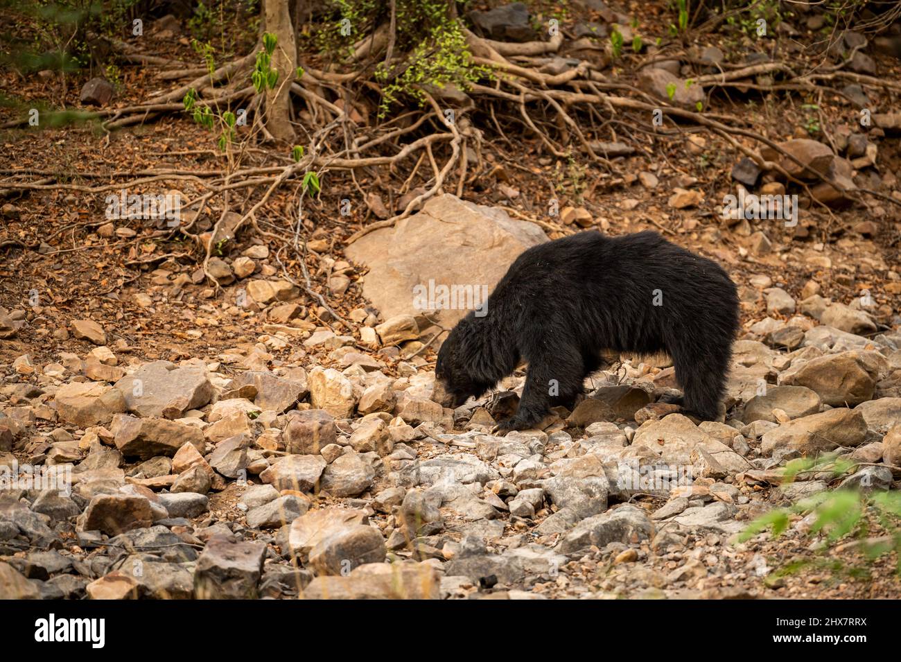 sloth bear or Melursus ursinus side profile an aggressive and ...