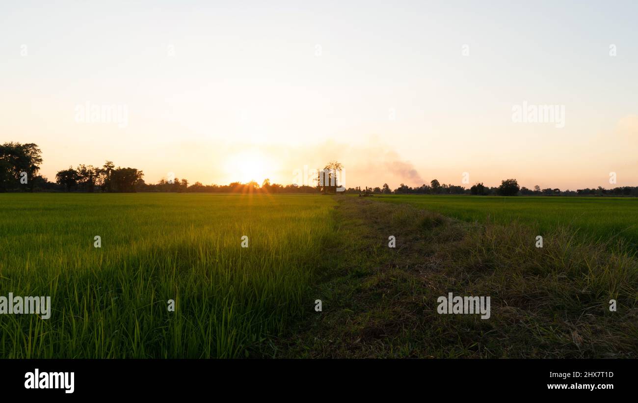 Farmer rice field hi-res stock photography and images - Alamy