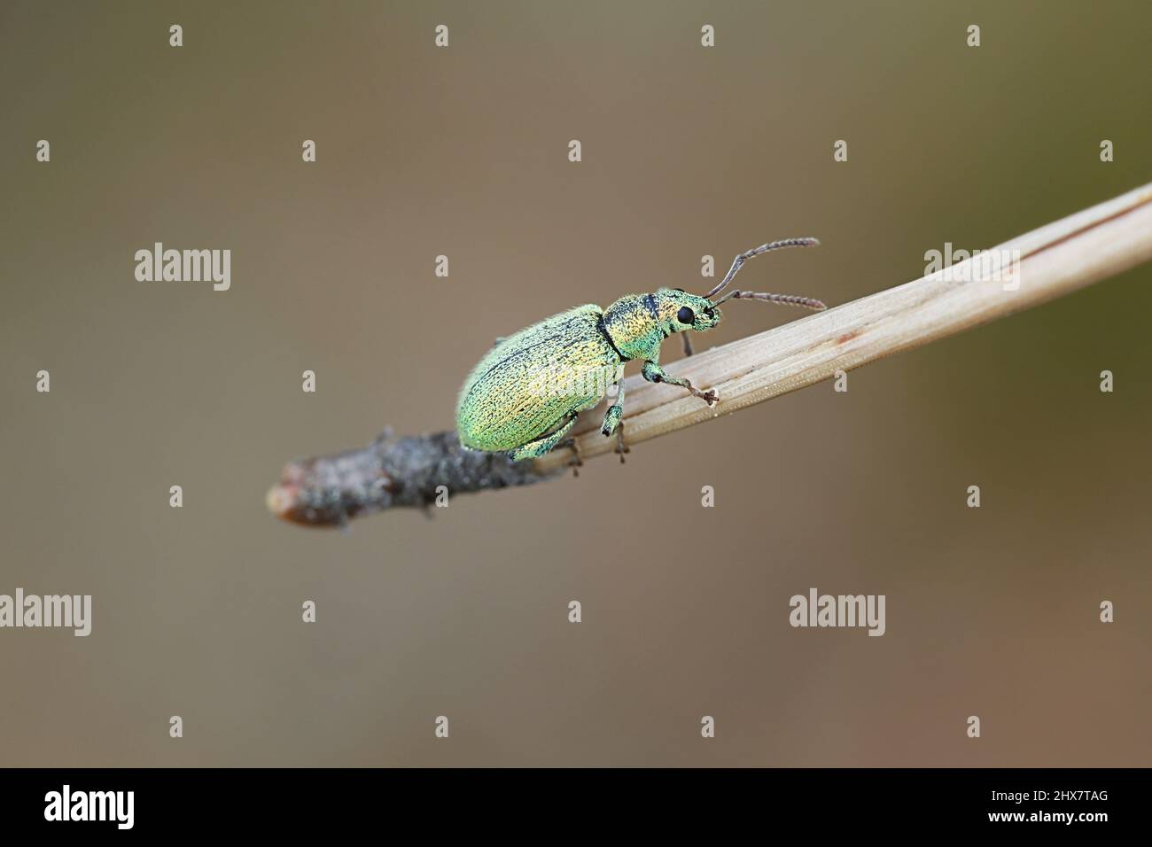 Leaf weevil, Phyllobius sp Stock Photo - Alamy