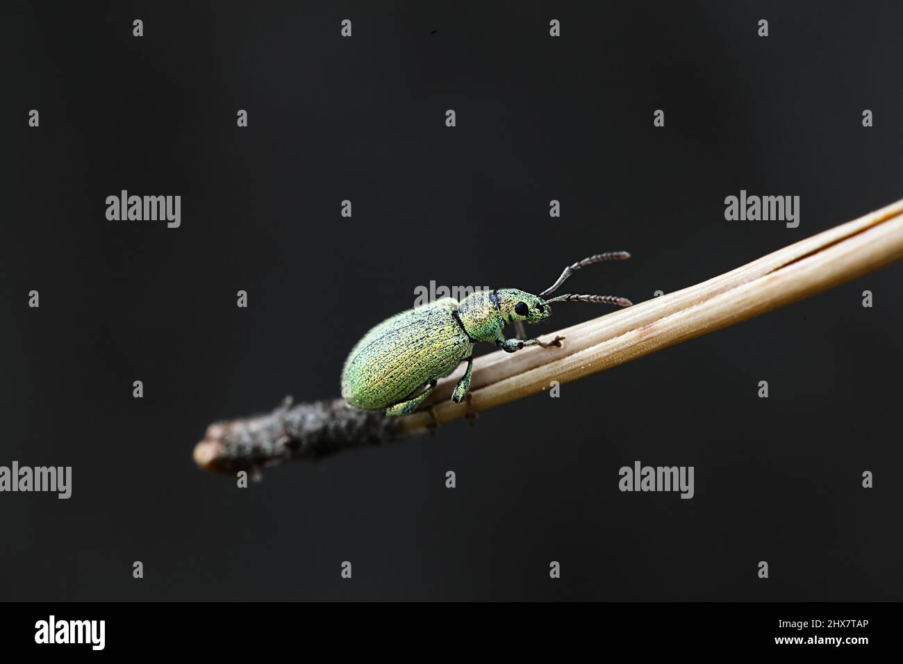 Leaf weevil, Phyllobius sp Stock Photo - Alamy