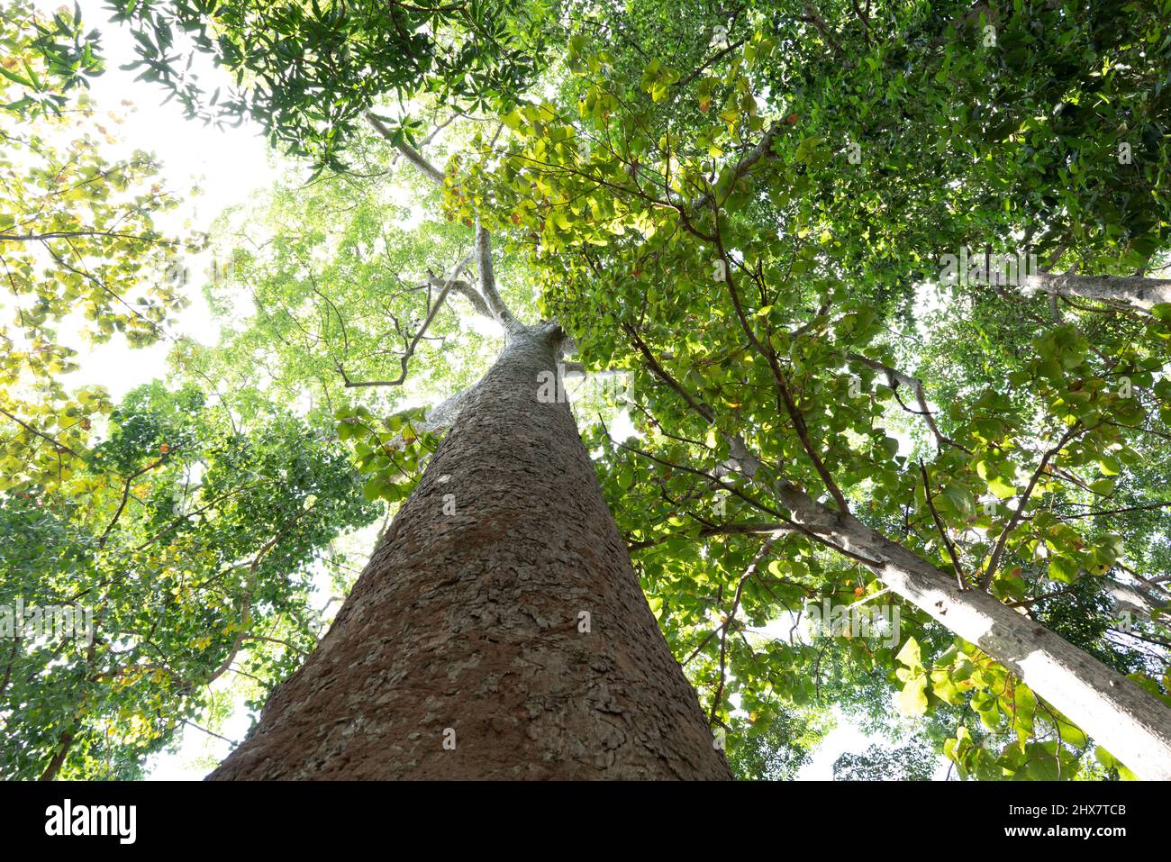 Very High The Oak Tree in the forest, The sun shining through a ...