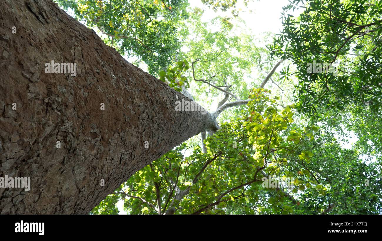 Very High The Oak Tree in the forest, The sun shining through a ...