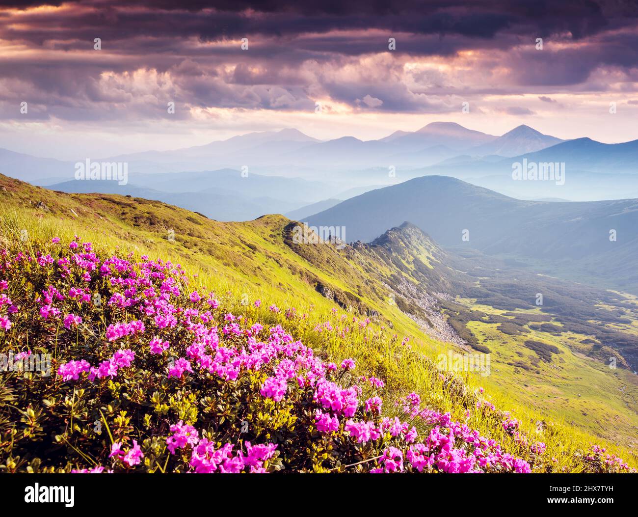 Magic pink rhododendron flowers on summer mountain. Carpathian, Ukraine, Europe. Beauty world ...