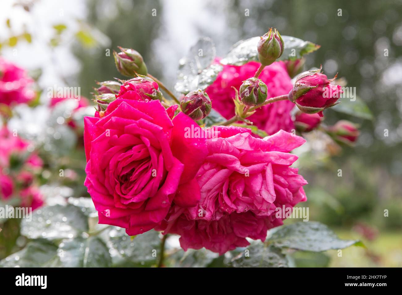 Bright pink climbing rose in the garden, Laguna Rose Stock Photo - Alamy