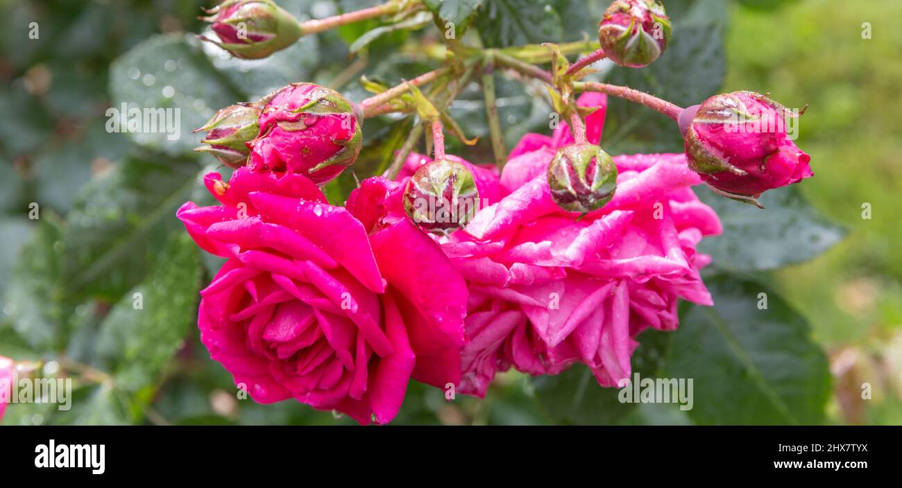 Bright pink climbing rose in the garden, Laguna Rose Stock Photo - Alamy