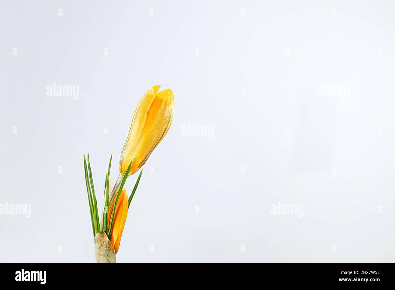 Crocus with white background Stock Photo - Alamy