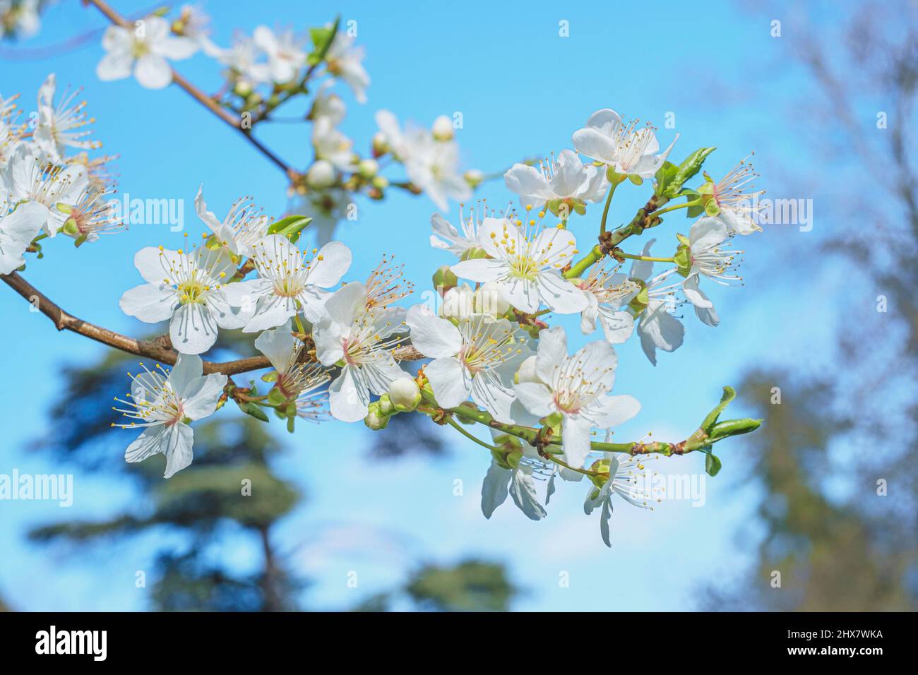 AMANDIER EN FLEURS Stock Photo - Alamy