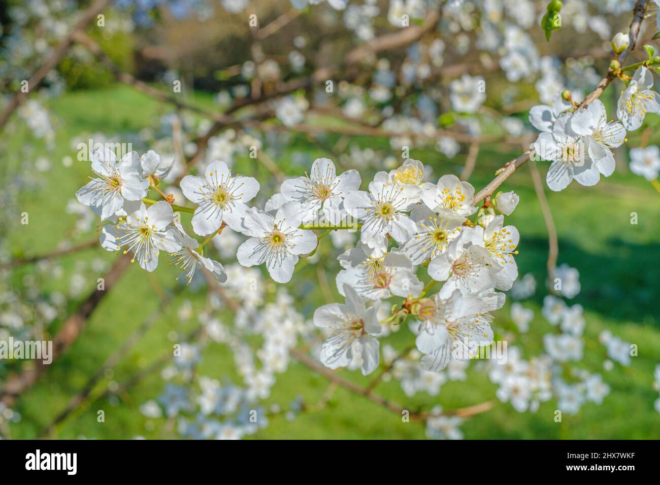 AMANDIER EN FLEURS Stock Photo - Alamy