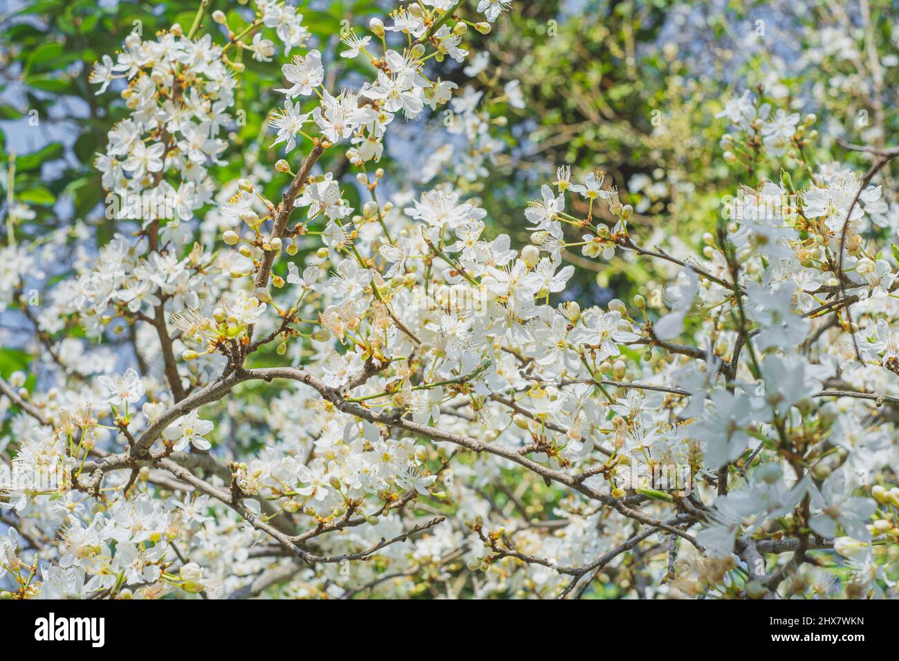 AMANDIER EN FLEURS Stock Photo - Alamy