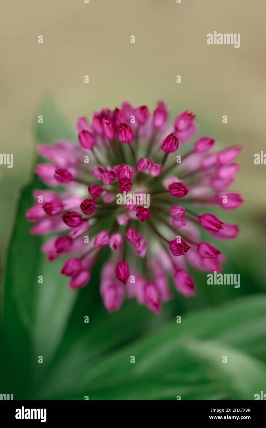 allium flower, floral background Stock Photo - Alamy