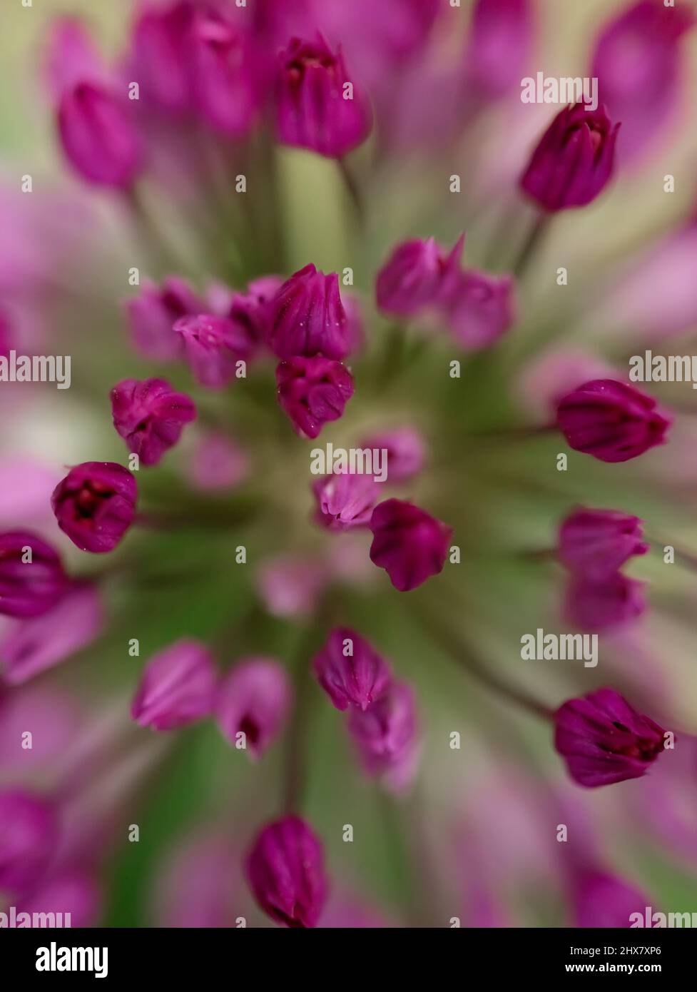 allium flower, floral background Stock Photo - Alamy