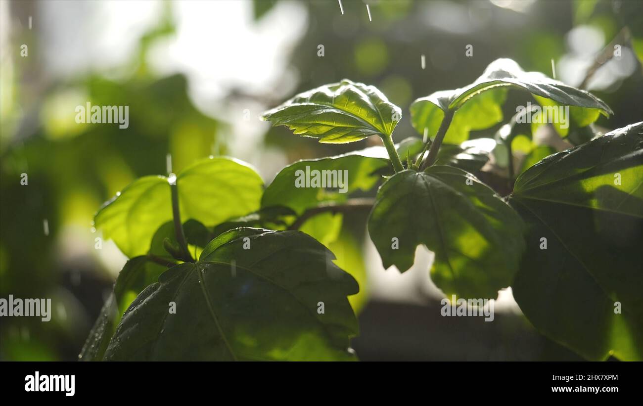 Sprinkle detail hi-res stock photography and images - Alamy