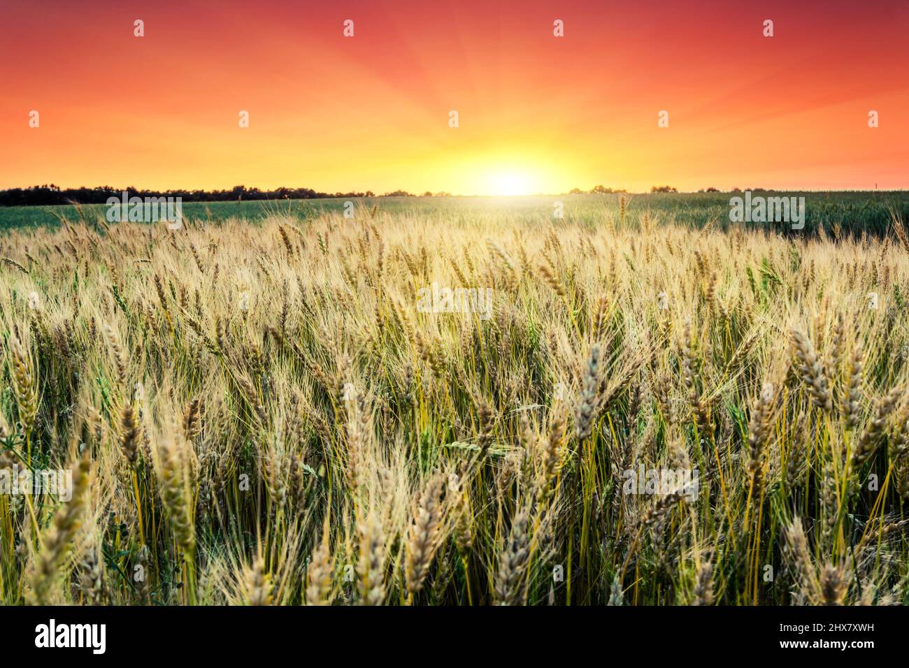 Fantastic wheat field at the sunset. Colorful sky. Ukraine, Europe ...