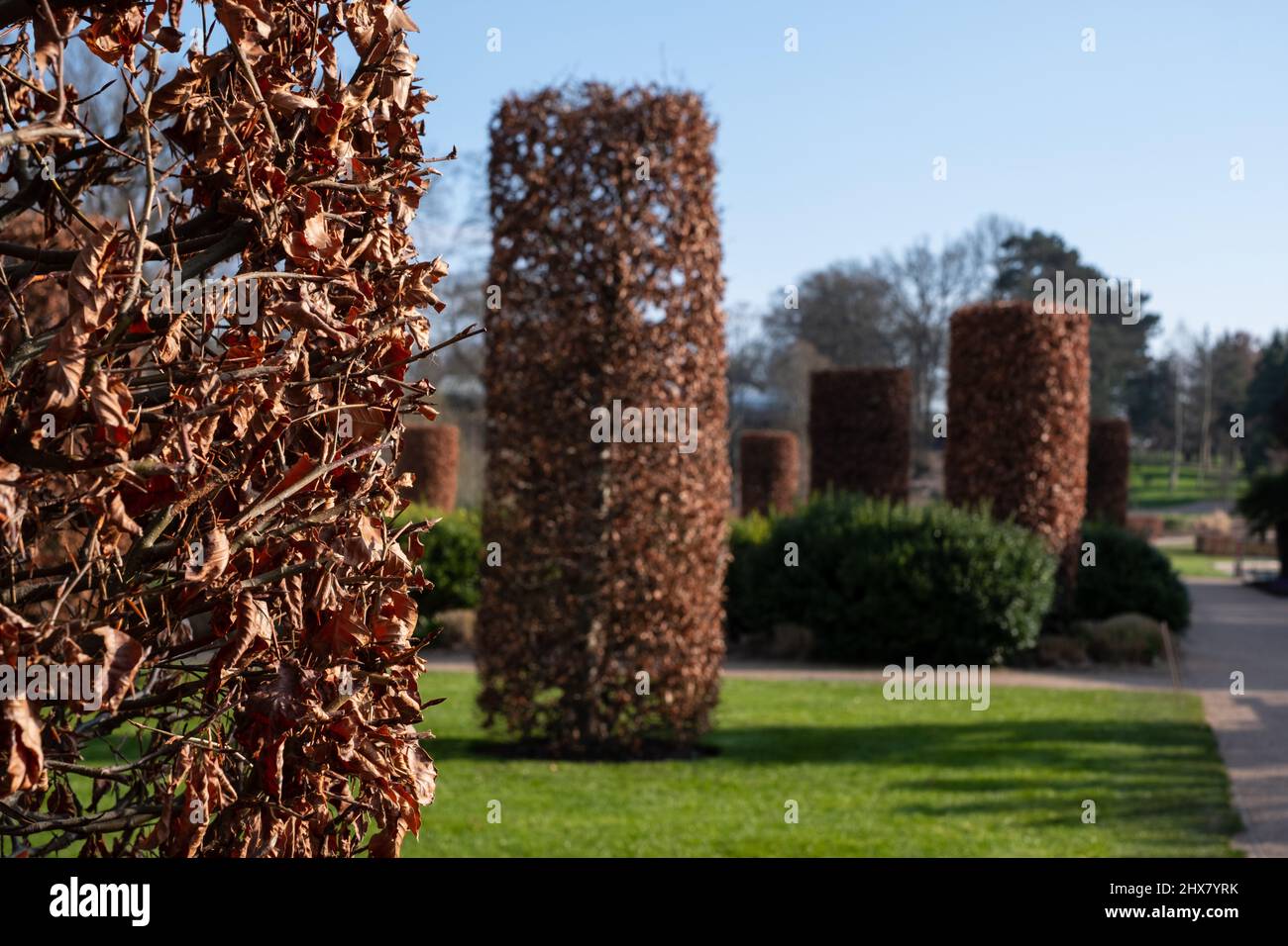Copper beech columns designed by Tom Stuart-Smith in the Bicentenary ...