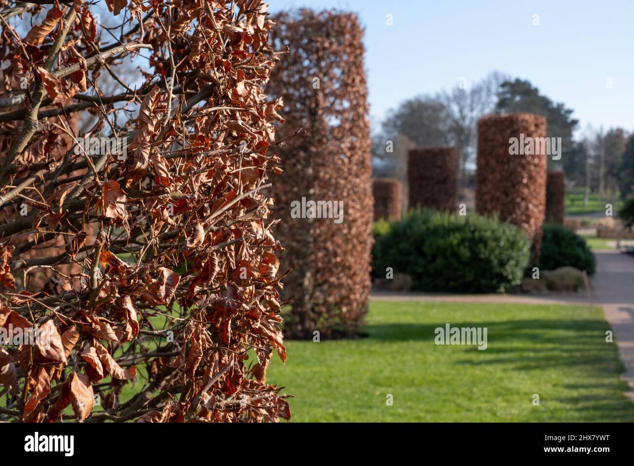 Copper beech columns designed by Tom Stuart-Smith in the Bicentenary ...