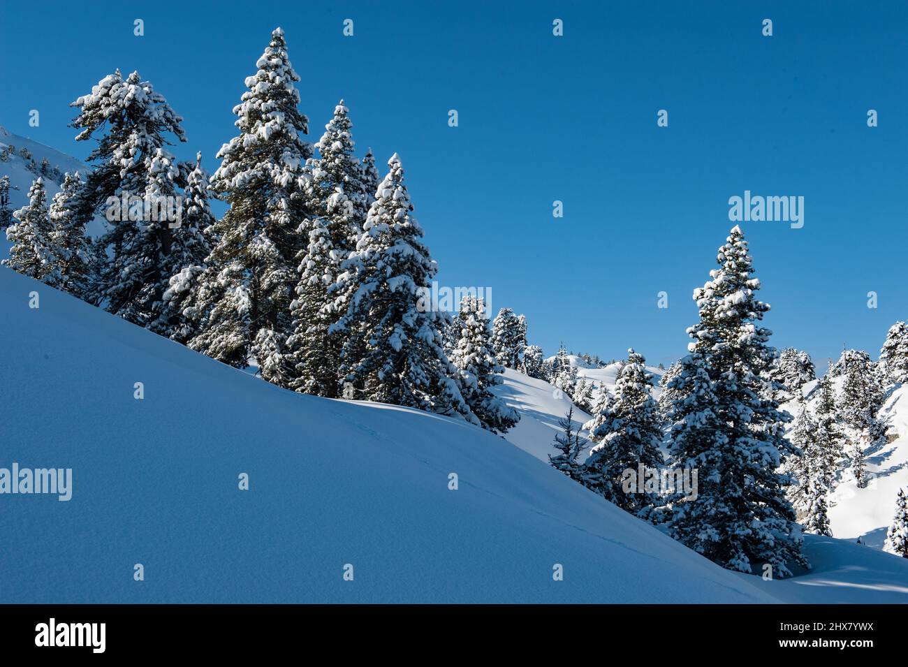 Backcountry of trees hi-res stock photography and images - Alamy