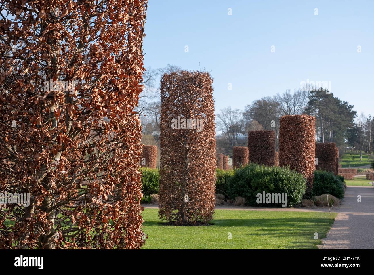Copper beech columns designed by Tom Stuart-Smith in the Bicentenary ...