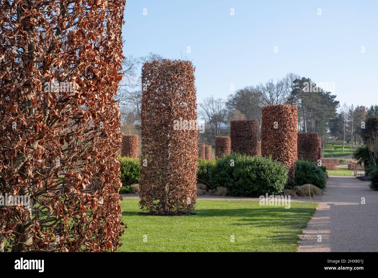 Copper beech columns designed by Tom Stuart-Smith in the Bicentenary ...