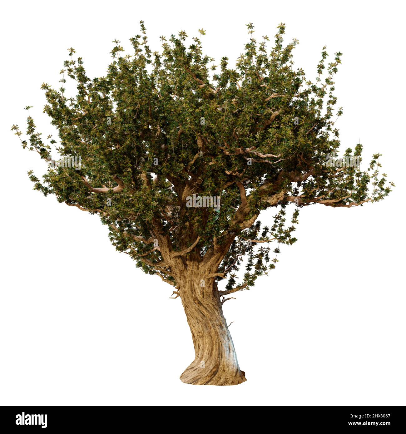 Olive Tree Psd