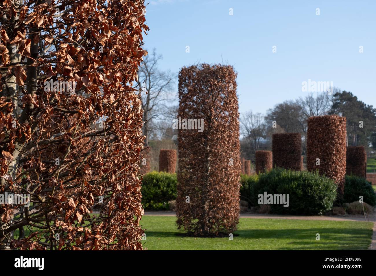 Copper beech columns designed by Tom Stuart-Smith in the Bicentenary ...