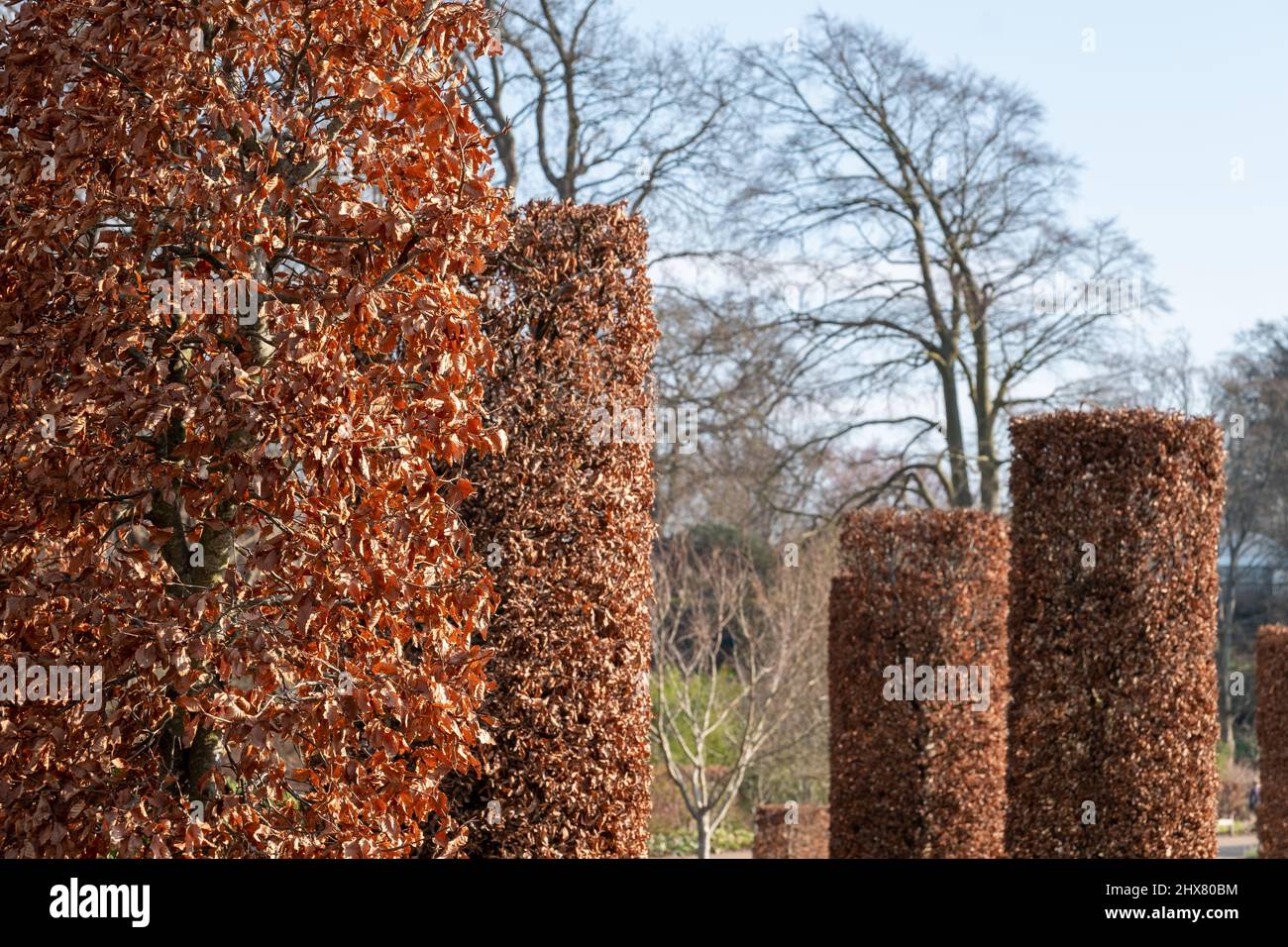 Copper beech columns designed by Tom Stuart-Smith in the Bicentenary ...