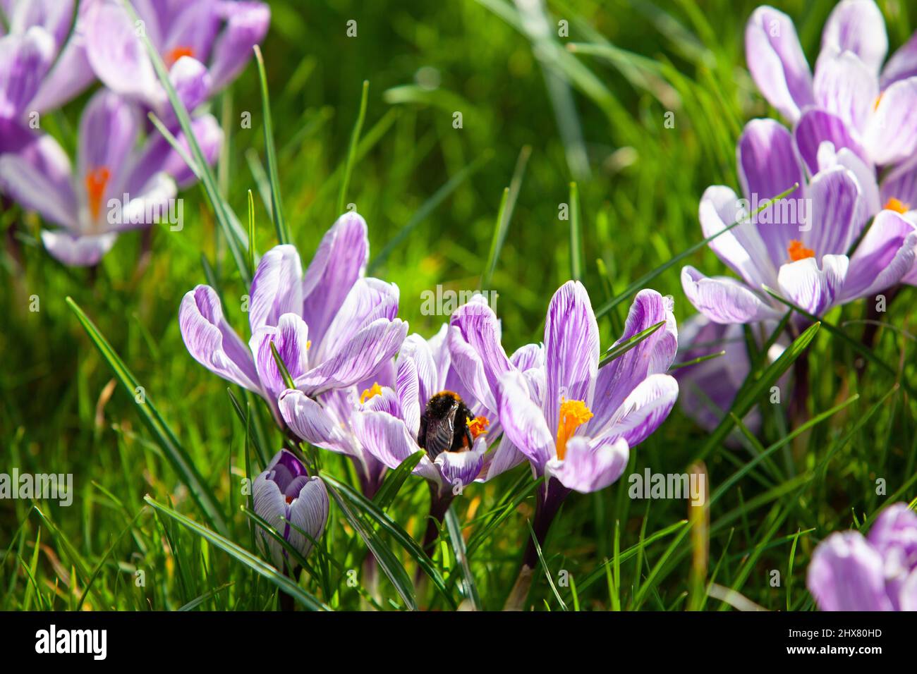 UK Weather and seasons, London: purple crocuses on a suny spring ...