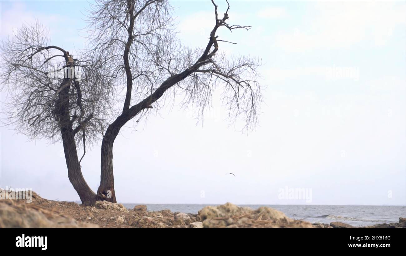 Lonely old tree by the sea. Footage. Lonely dry tree trunk on the beach ...