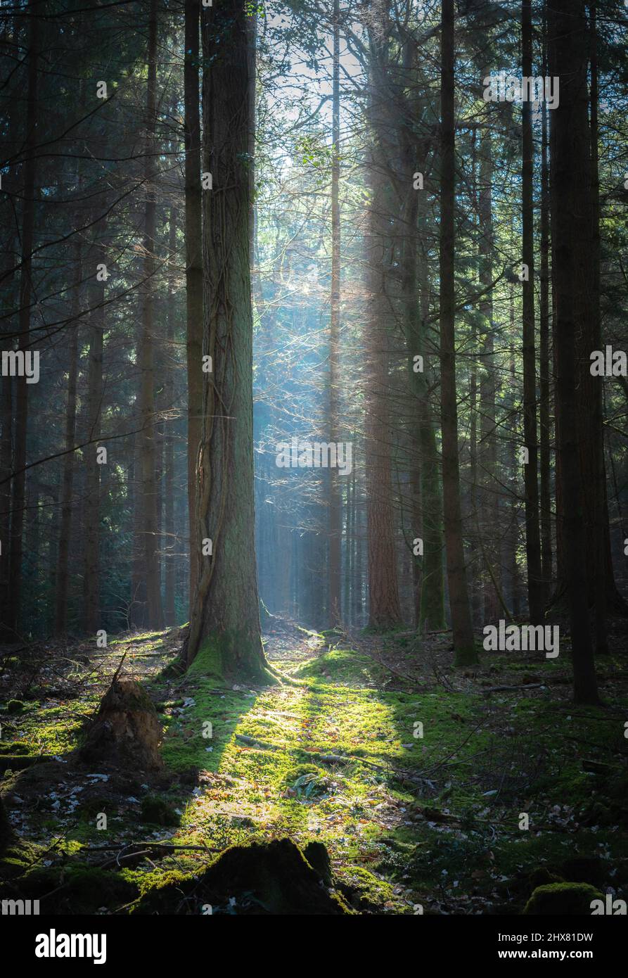 Sun rays pierce woodland shadows, New Forest Stock Photo - Alamy