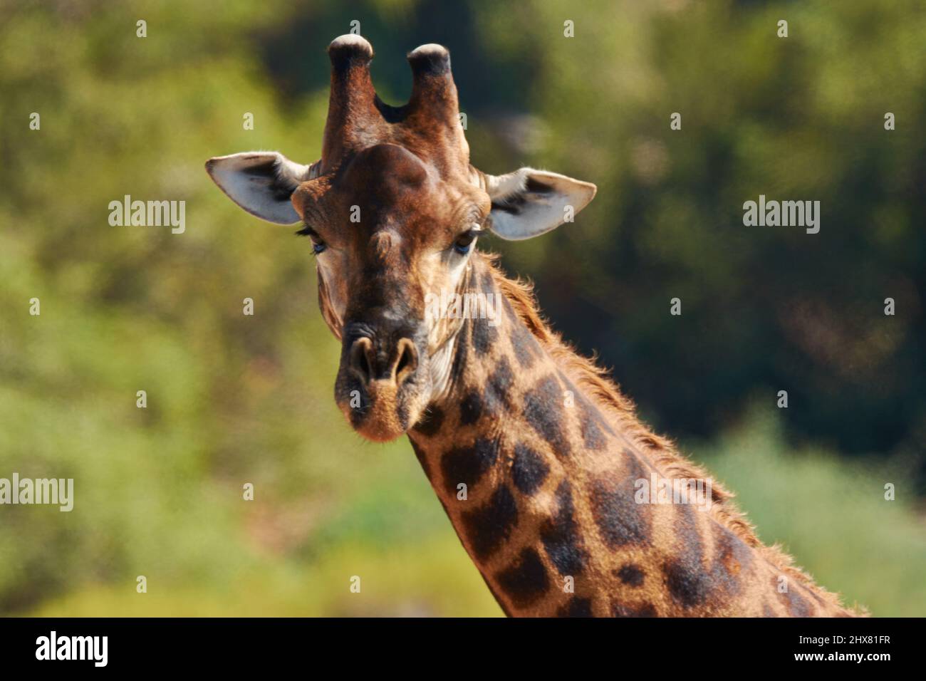 Giraffe habitat hi-res stock photography and images - Alamy