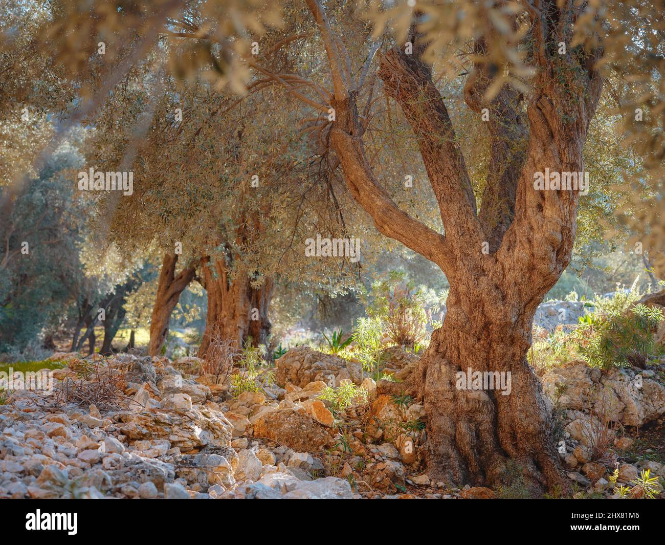 walk in olive grove, Harvest ready to produce extra virgin olive oil ...