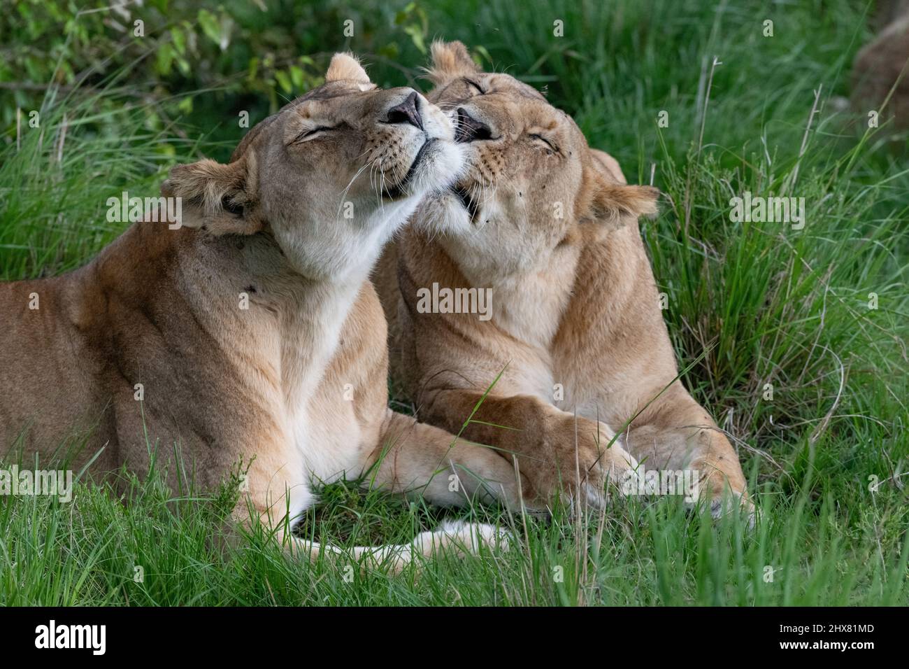 two lionesses bonding together laying in the grass of the Masai Mara ...