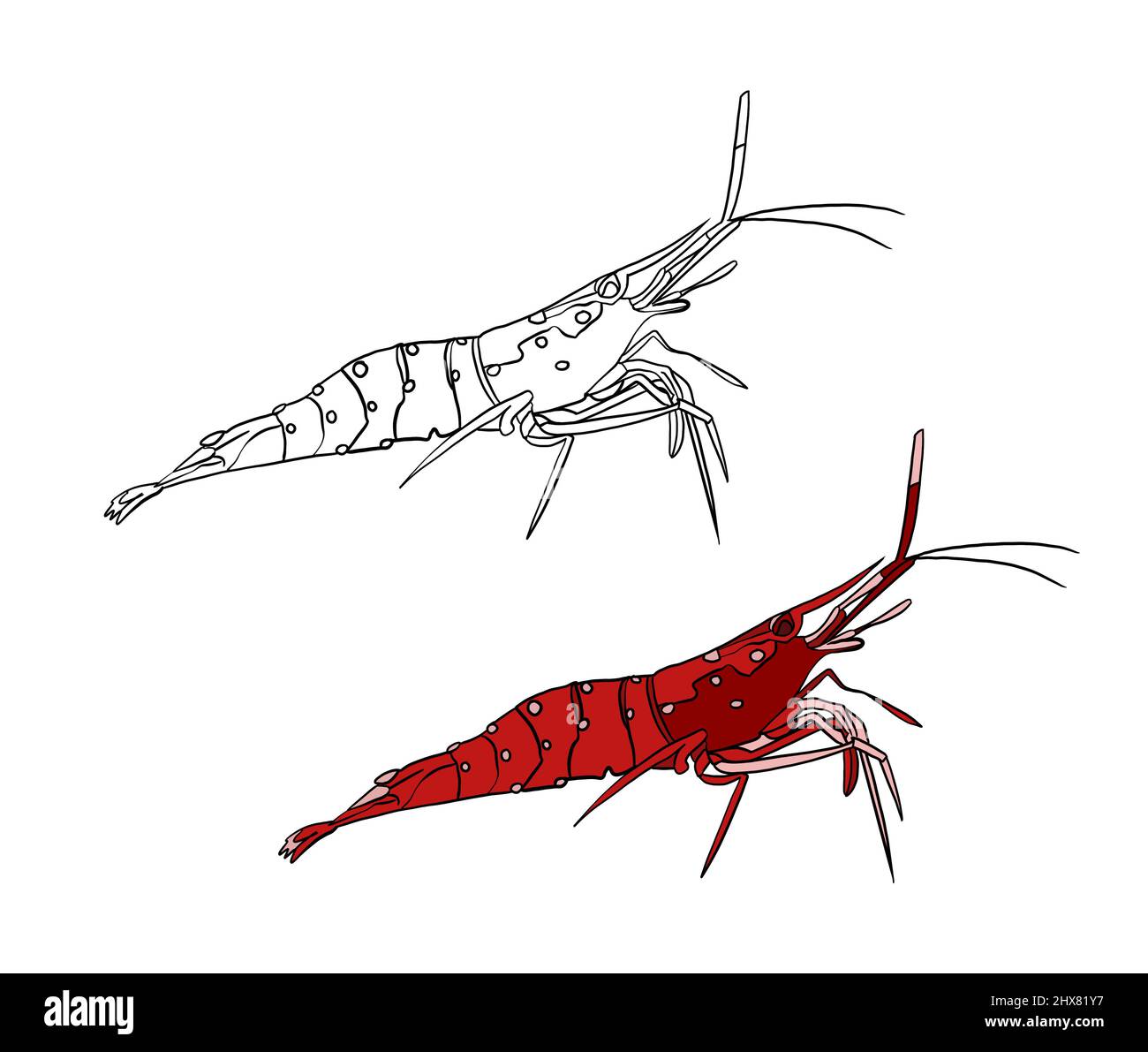 Illustration for a coloring book in color and black and white. Drawing ...