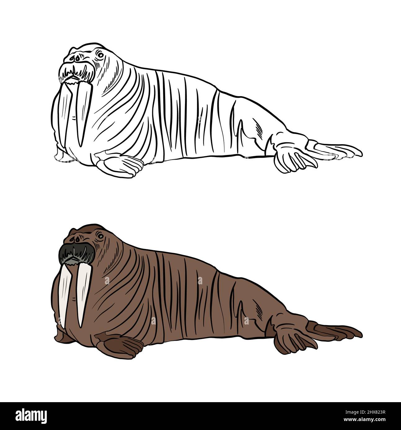Swimming Walrus Drawing