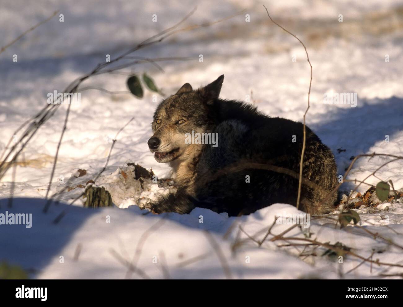 Wolf looks into the low evening sun. Wild animals in nature. Canis ...
