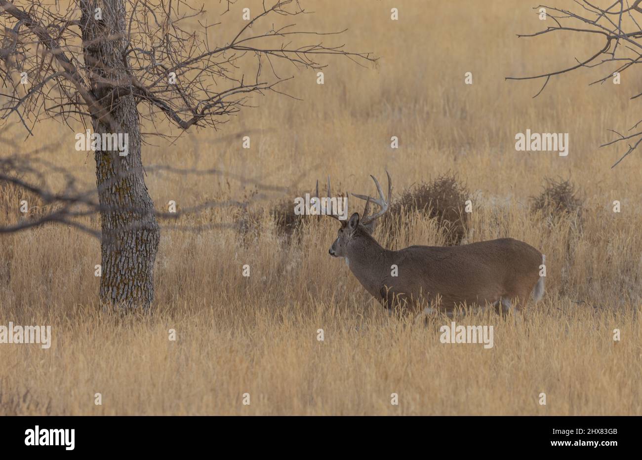 Buck Whitetail Deer in Colorado in Autumn Stock Photo - Alamy