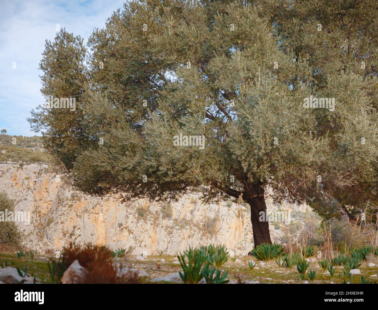 walk in olive grove, Harvest ready to produce extra virgin olive oil ...