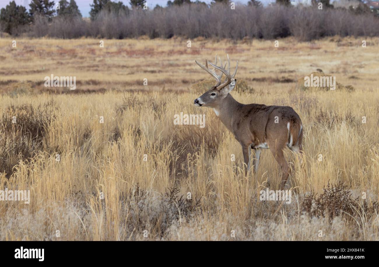 Buck Whitetail Deer in Colorado in Autumn Stock Photo - Alamy