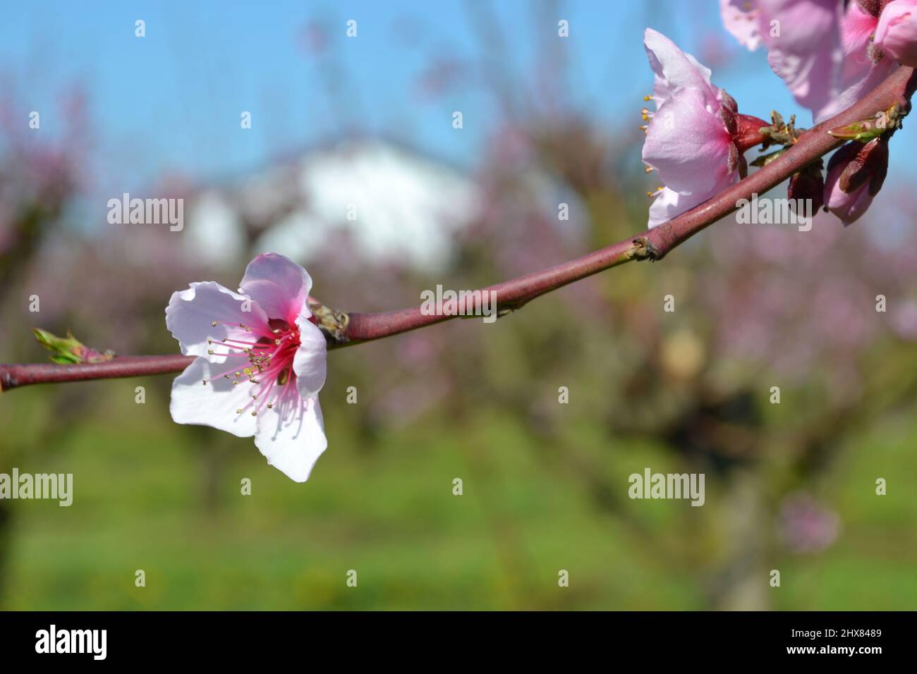 New birth hi-res stock photography and images - Alamy