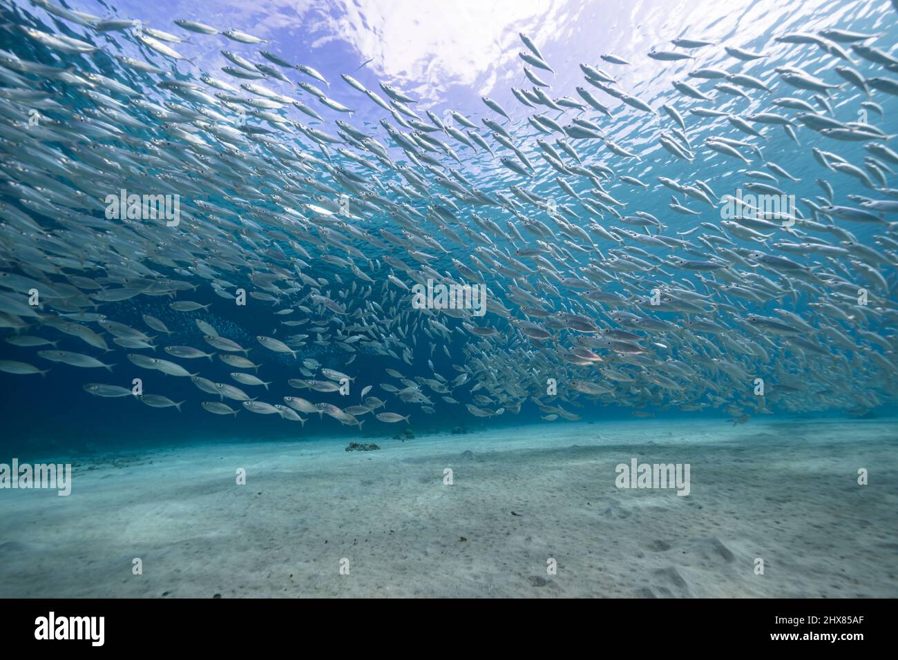 Seascape with Bait Ball, School of Fish, Mackerel fish in the coral ...
