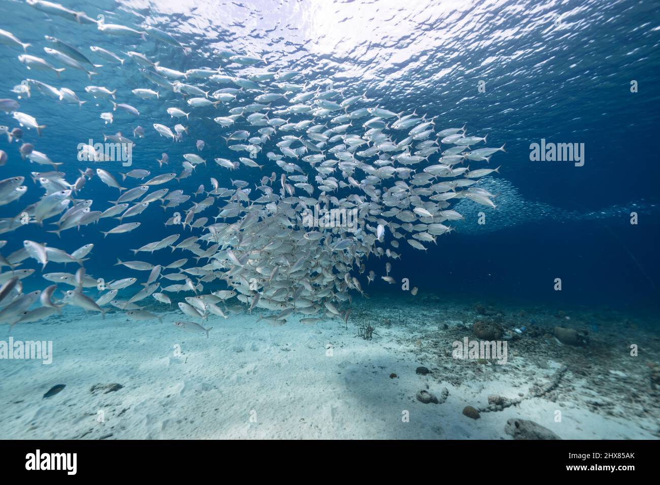 Seascape with Bait Ball, School of Fish, Mackerel fish in the coral ...