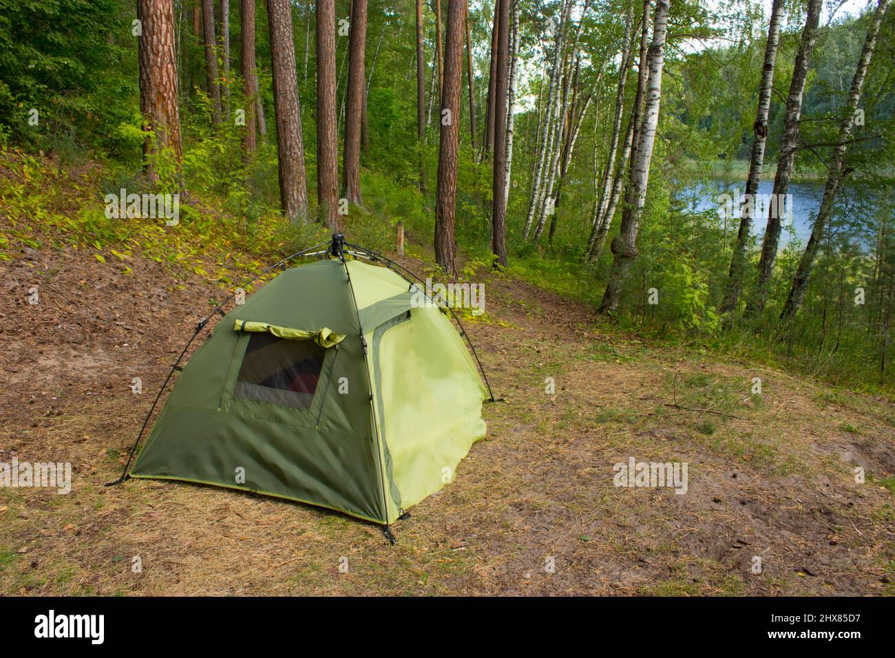 Green tent in a pine tree forest Stock Photo - Alamy