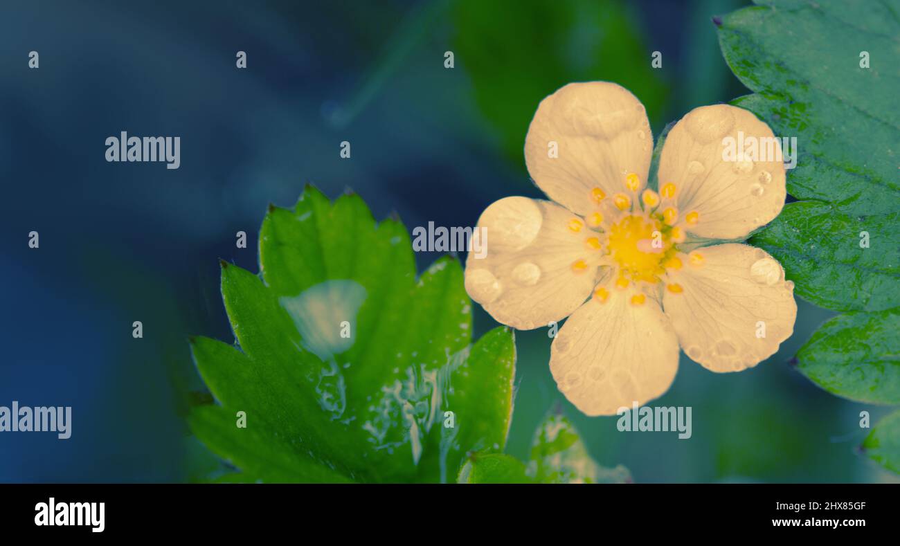 Close up of white strawberry flower Stock Photo - Alamy